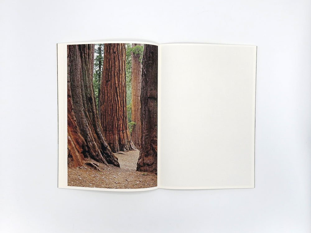 Danielle Mericle – The Dark Wood – Perimeter Books